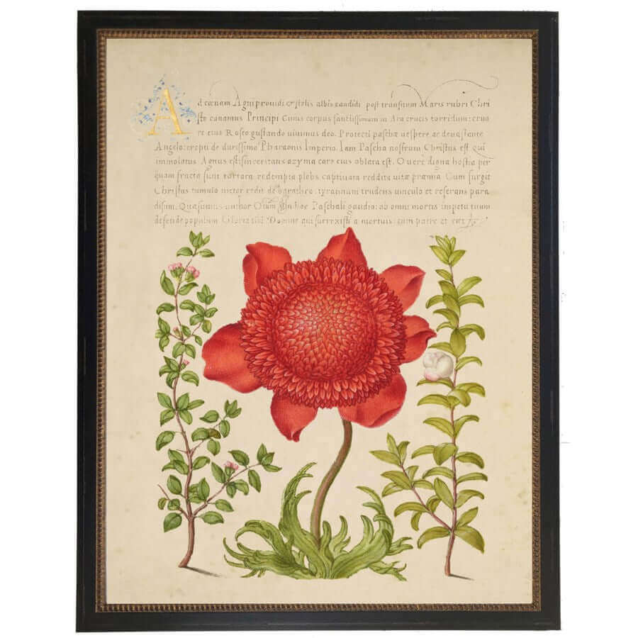 Red Flower and Calligraphy 1500s Bookplate Reproduction Print in Black